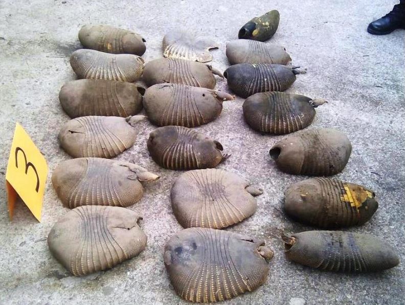 Tenía escondidos 18 caparazones de armadillo en su armario - Al Día